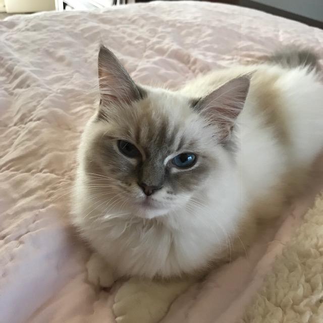 Ragdoll Cat Breeder Ragdoll Kittens Sanger Texas BadgerRags