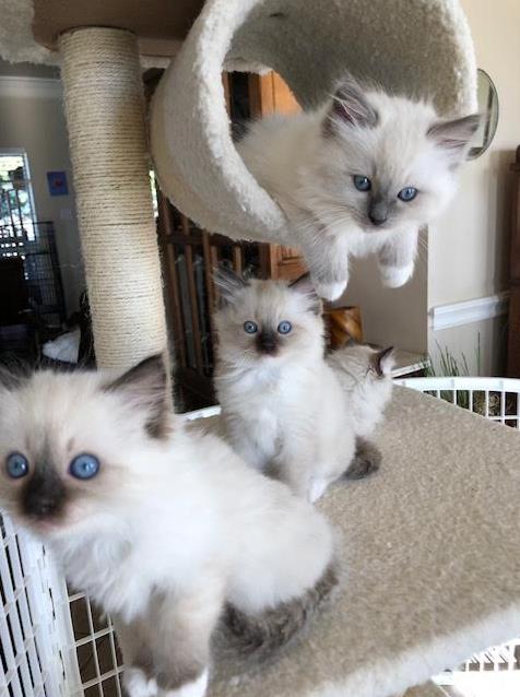 Ragdoll Cat Breeder Ragdoll Kittens Sanger Texas BadgerRags