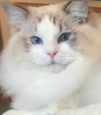Ragdoll Cat Breeder Ragdoll Kittens Sanger Texas BadgerRags