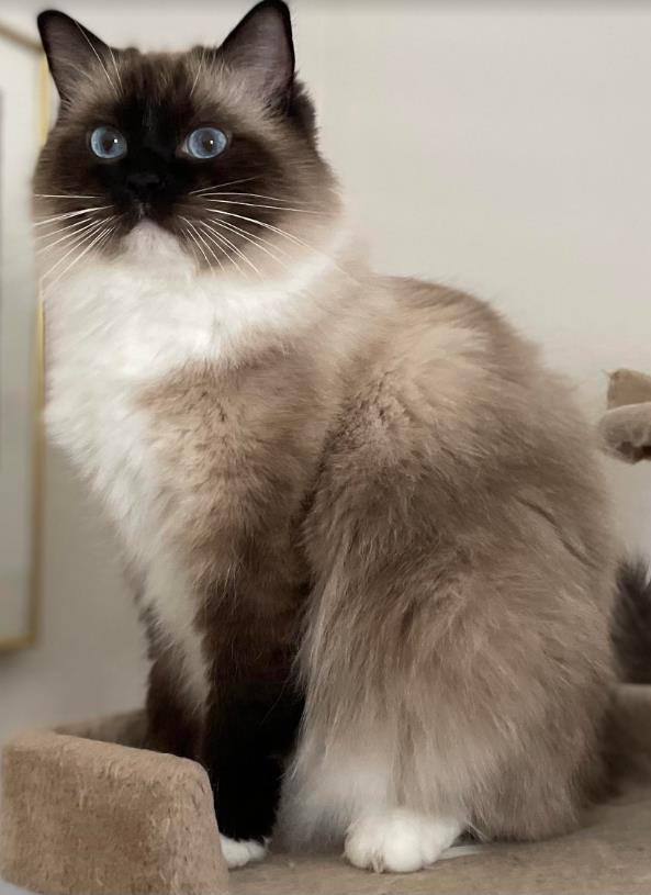 Willowtreerags Ms Bella of Badgerrags | Badgerrags